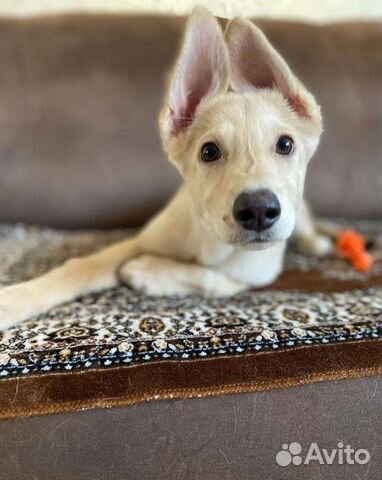 Щенок в добрые руки