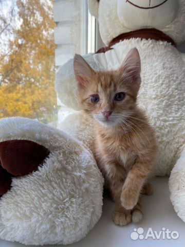 Фунтик 2,5 месяца