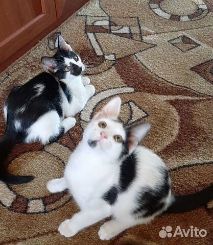 Котята в добрые руки, 2 братика