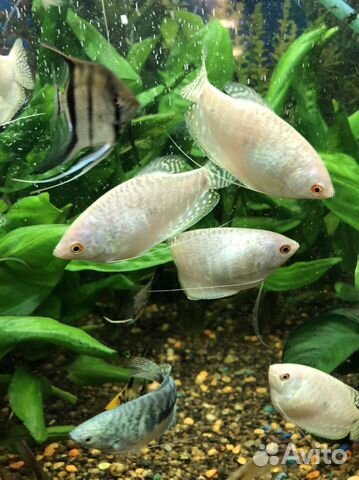 Рыбки и растения