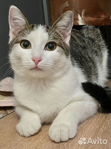 Котенок Девочка в Дар