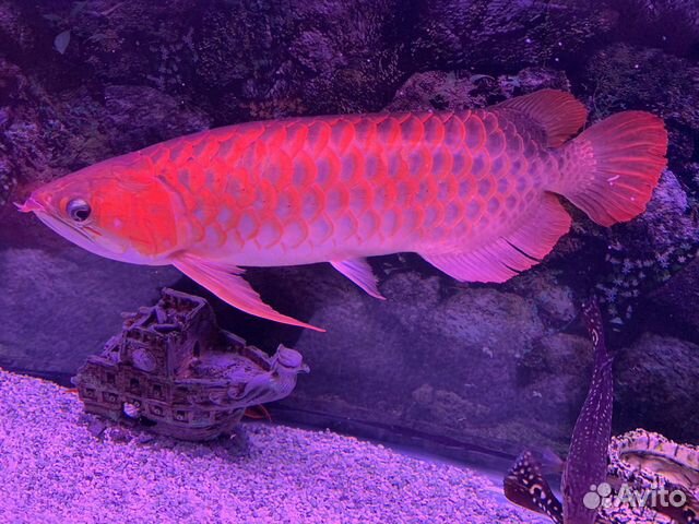 Arowana Super Red 55 см