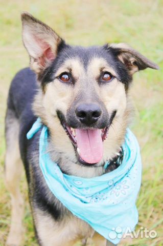 Черника в добрые руки