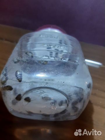 Мадагаскарские тараканы. Более 15 шт малышей