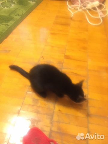 Маленький котенок со всем необходимым