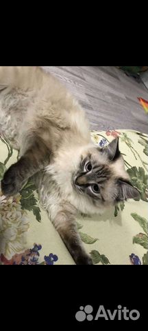 Невская маскарадная порода. Для спаривания )