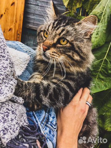 Кот сибиряк бесплатно