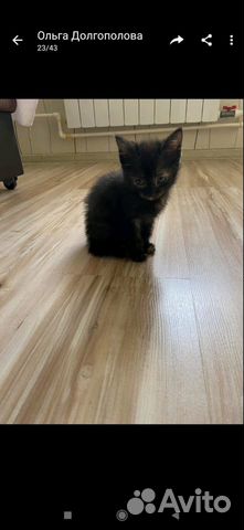 Черепаховая девчуля ищет дом