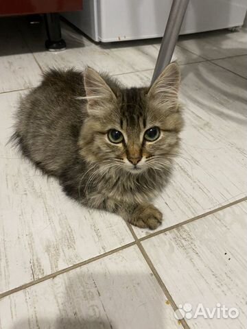 Котенок Пушочек