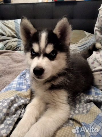 Щенок сибирской хаски