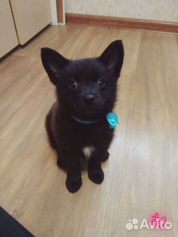 Щенки померанского шпица