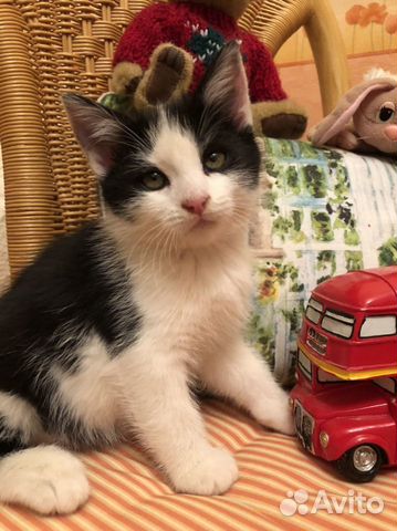 Котик Лавруша