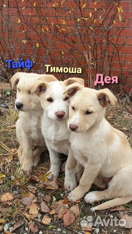 Щенки в добрые руки