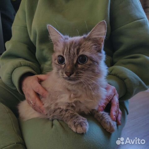 Ищем старых хозяев