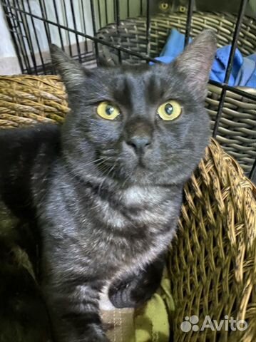 Британский кот