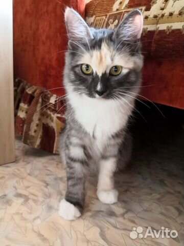 Кошка, котенок 6 мес