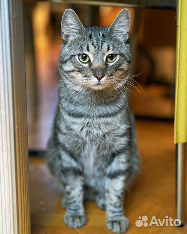 Котик Взрослый Кот Барсик 4 года Спасеныш