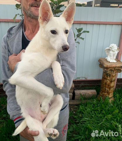 Щенки бесплатно