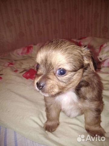 Щенок чихуахуа