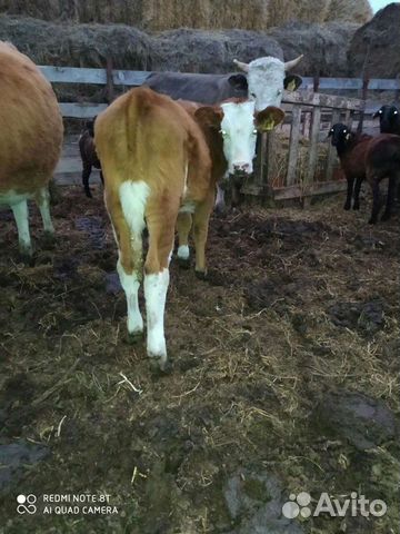 Племенные телята