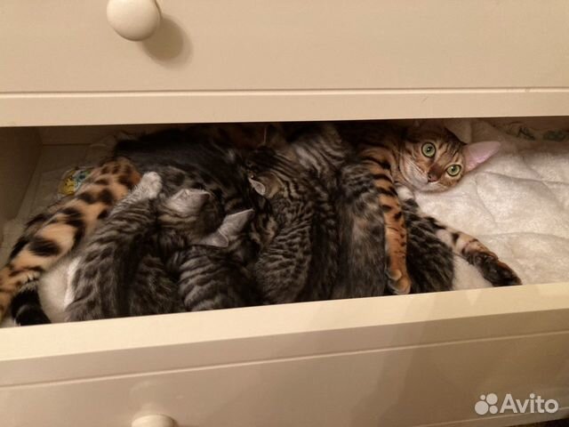 Бенгальская