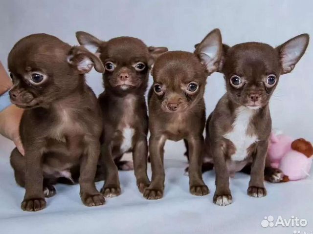 Щенки чихуахуа