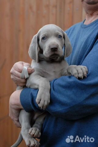 Щенок веймаранера
