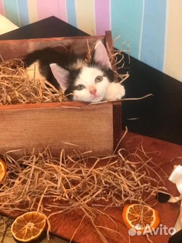 Котёнок левочка в поисках дома