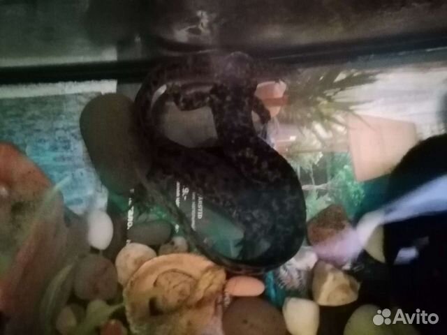 Отдам тритона