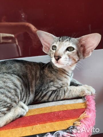 Ориентальная прекрасная эктримальная