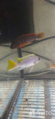 Малавийские цихлиды