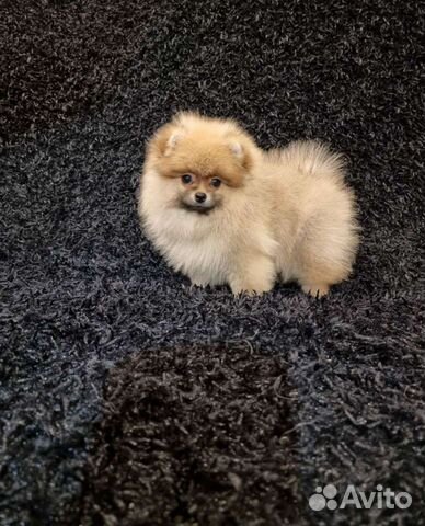 Очаровательная игрунья