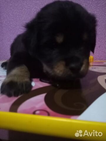 Собака ротвейлер