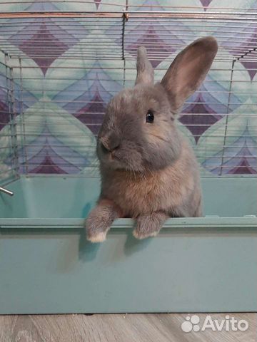 Декоративный кролик с клеткой