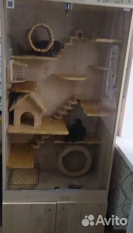 Продам шиншилл с витриной