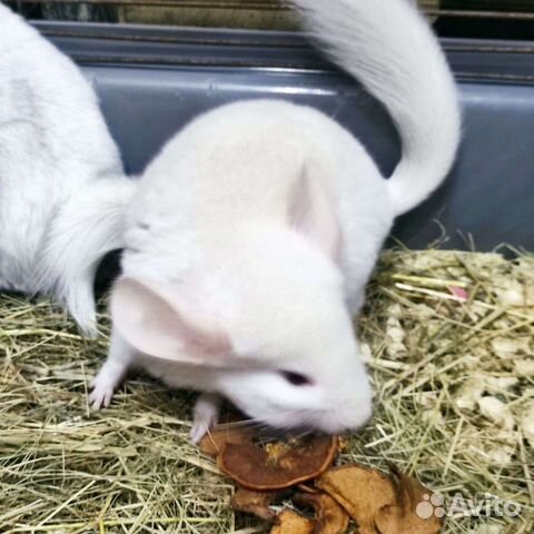 Шиншилла голдбар мальчик