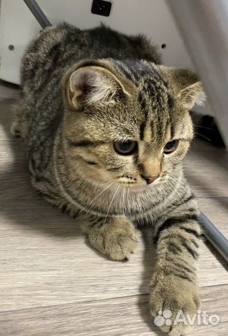 Кошка папа шиншила, мама британка