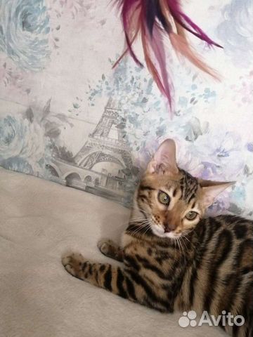 Бенгальская кошечка