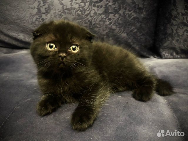 Шотландский котенок метис