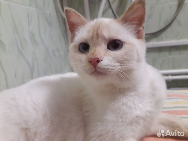 Котенок девочка Ширли 5 мес