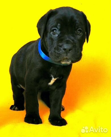 Продажа. Щенки кане Корсо