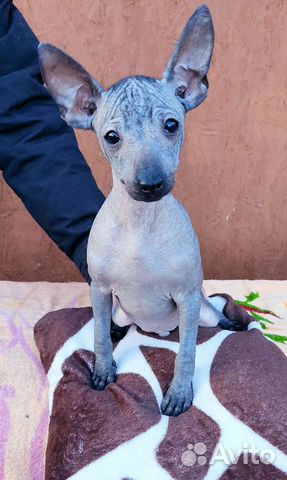 Ксоло мини чёрный мальчик