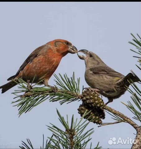 Клесты сосновики пара