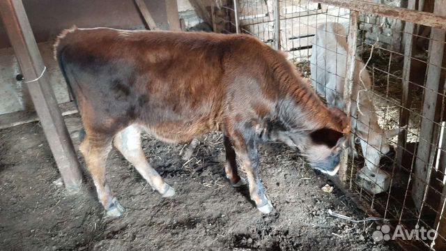 Телята бычки