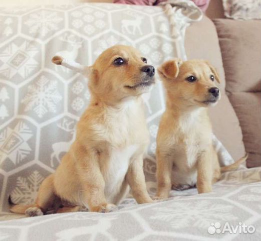 Ася и Алиса