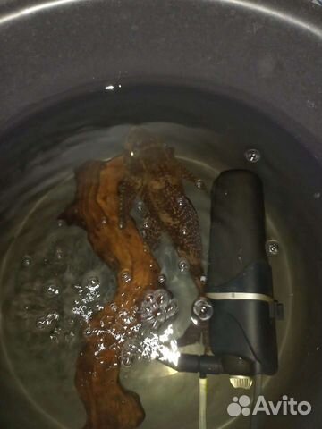 Порчевый сом