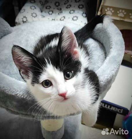 Котенок