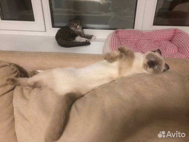 Отдам котят в хорошие добрые руки