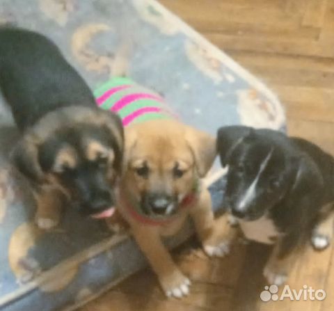 Щенки солнышки в добрые ручки