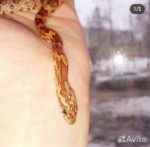 Маисовый полоз